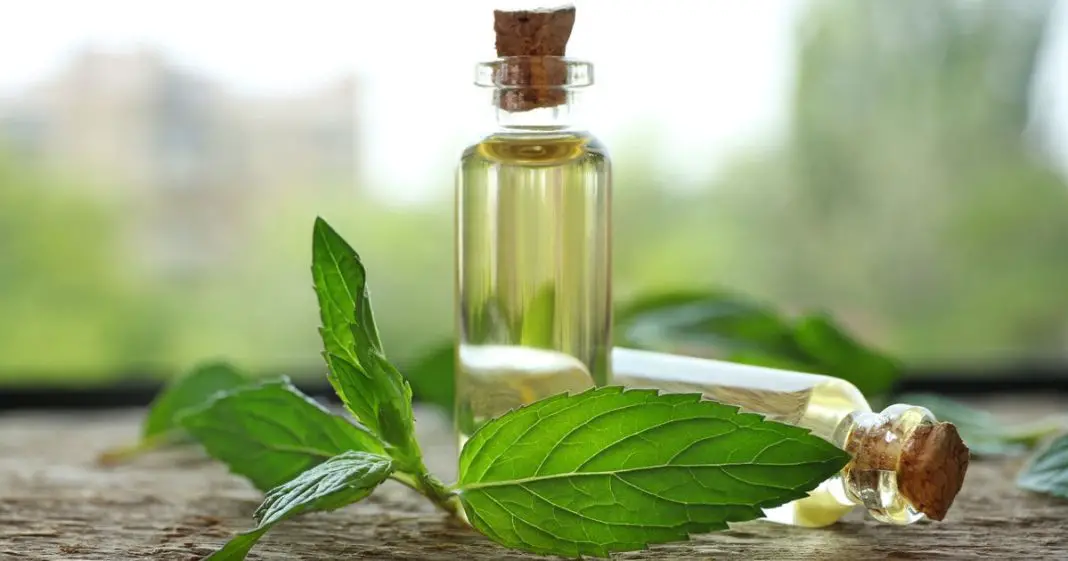 Cool Down The Blaze With Cooling Oils - Be Young Aholic