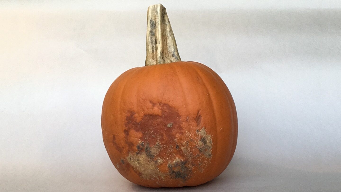 How to Get Rid of Rotten Pumpkin Smell (5 Effective Ways)